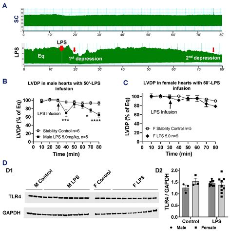 Sex Specific Differences In Lps Induced Rapid Myocardial Dysfunction