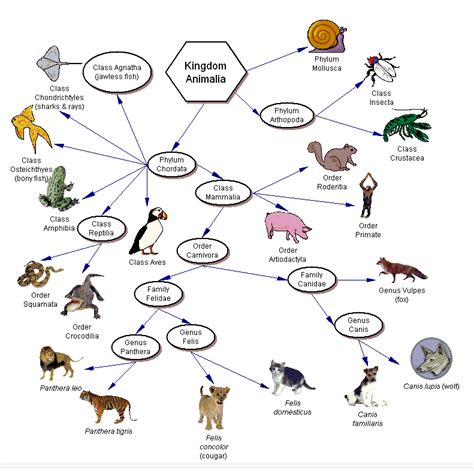 Taxonomy And Classification Of Organisms 9th Grade Flashcard Wayground Formerly Quizizz
