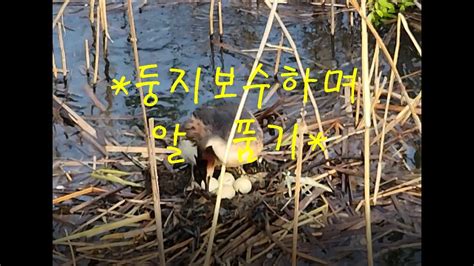 뿔논병아리부부 둥지 보수하며 알 품기 🥚🥚🥚🥚 왕송호수 뿔논 병아리 부부 Youtube