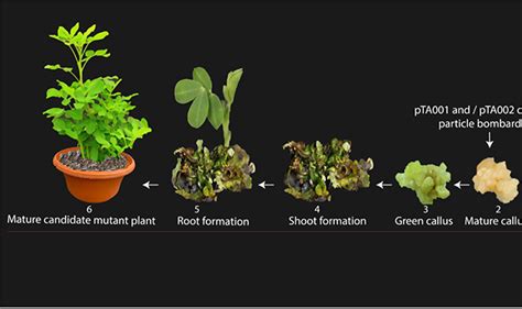 Breeding Peanut For Reduced Allergen Content Land Grant Press