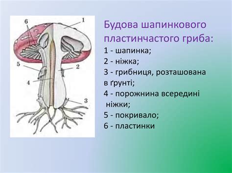 Презентація Шапинкові гриби