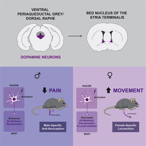 Periaqueductal Graydorsal Raphe Dopamine Neurons Contribute To Sex