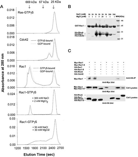 Rac1 Forms Reversible Oligomers A Gel Filtration Profiles Of Ras Download Scientific Diagram