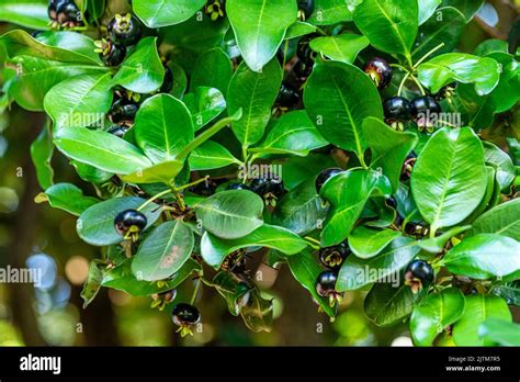 Eugenia Brasiliensis With Common Names Brazil Cherry And Grumichama