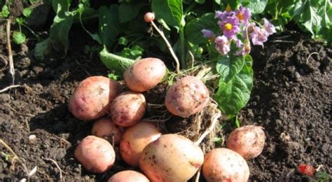 Картофель Жуковский - лучший ранний сорт для подсобного хозяйства