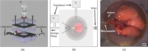 Figure 1 From A Microfluidic System To Measure Neonatal Lung Compliance