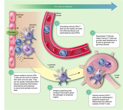Memory T Cells