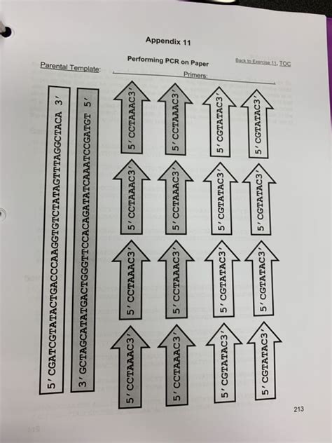 solved worksheet pcr name lab period instructor prelab on a