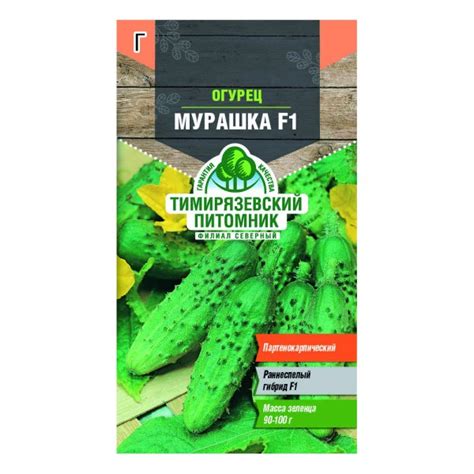 Огурец Мурашка Описание Отзывы Фото – Telegraph