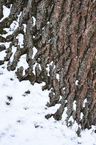 겨울 질감에 눈이 있는 나무 줄기 눈으로 뒤덮인 자작나무 의 트렁크 자연 개념 0명에 대한 스톡 사진 및 기타 이미지 0명 가리기 가문비나무 Istock