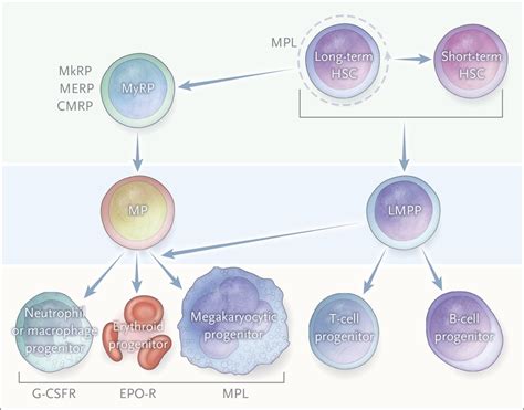 Molecular Pathogenesis Of The Myeloproliferative Neoplasms 53 Off