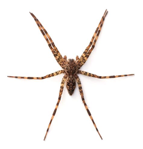 Spider Identification