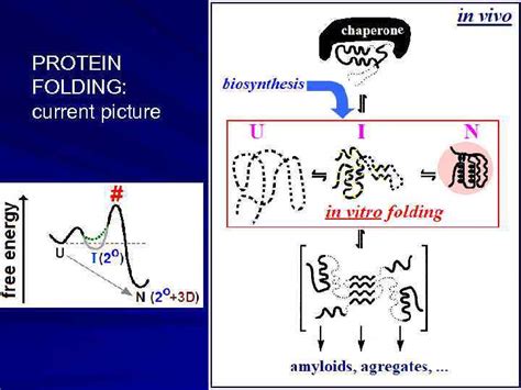 Protein Physics Lectures 19 21 In Vivo Folding
