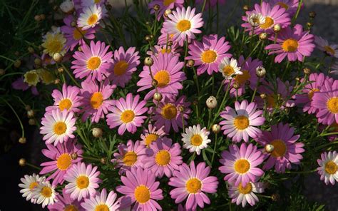 Pink Daisy Wallpapers Wallpaper Cave