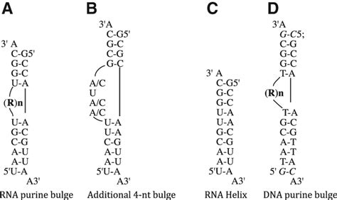 Thermodynamic Examination Of 1 To 5 Nt Purine Bulge Loops In Rna And Dna Constructs