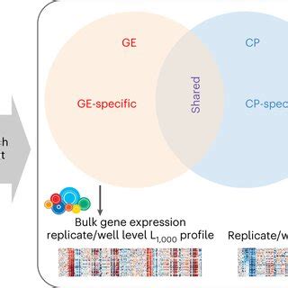 Multimodal Datasets Overview Multimodal Genetic And Chemical Download Scientific Diagram