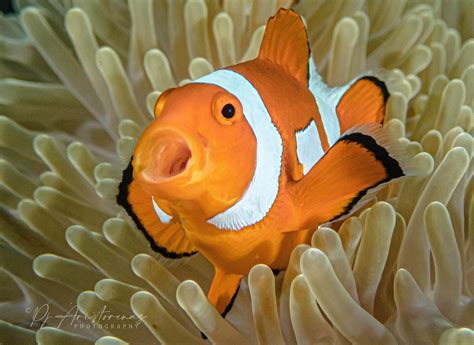 Finding Fellatio Blank Template Imgflip