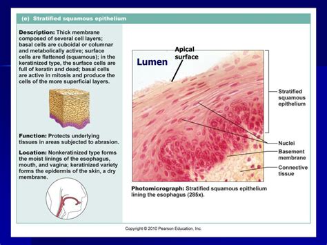 Ppt Lab Exercise Classification Of Tissues Epithelial Tissue