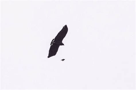 Ml Solitary Eagle Macaulay Library
