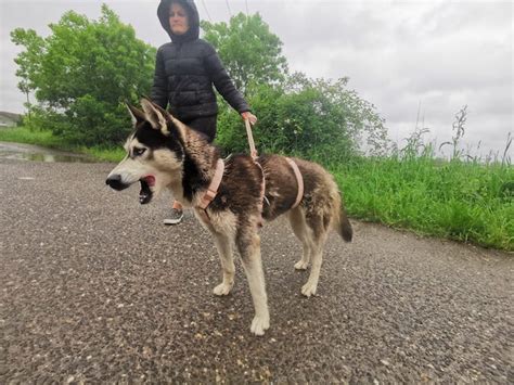 Mona Zierliche Husky Dame Ca 1 Jahr Ca 51 Cm 15 Kg Vermittelt