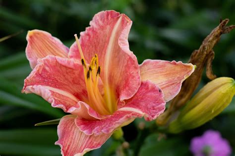 How To Care For Daylilies After They Bloom