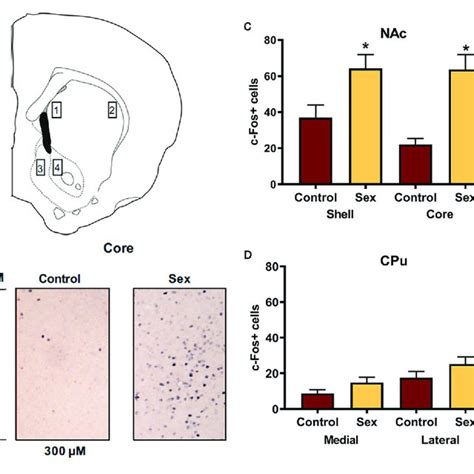 Female Sexual Behavior Activates The Nucleus Accumbens Nac Shell Download Scientific
