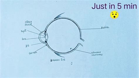 How To Draw Human Eye Diagram Step By Step For Beginners Binteriaz Art YouTube