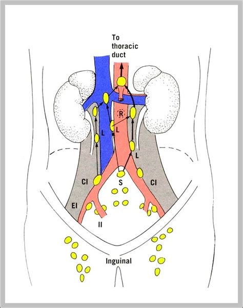 External Iliac Anatomy System Human Body Anatomy Diagram And Chart Images