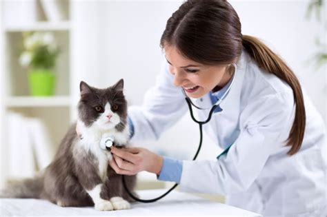 How Often Should I Take My Cat To The Vet Stuart Vets