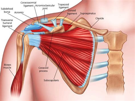 The Tendon In Shoulder Impingement
