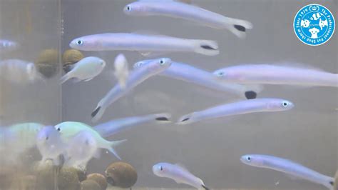 チャーム海水魚 オグロクロユリハゼ Ptereleotris heteroptera クロユリハゼ charm動画 YouTube