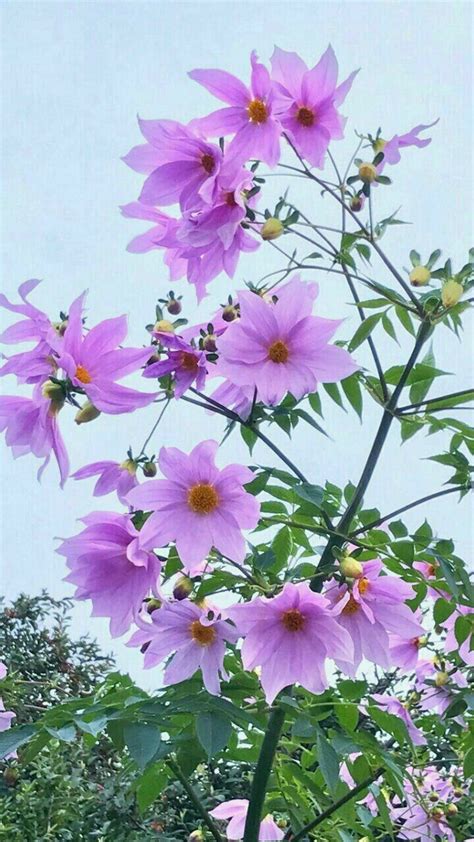 Tree Dahlia Information How To Grow And Propagate Dahlia Imperialis