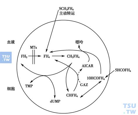 【附图】 细胞毒药物详解 血液病学 天山医学院