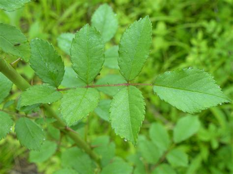 Multiflora Rose Stem