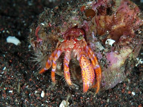 イボアシヤドカリ Izuzuki海の生き物大図鑑 笑