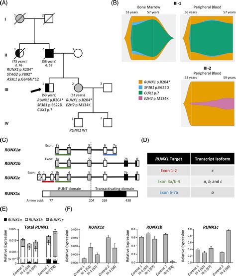 The Clinical Phenotype Of Germline Runx1 Mutations In Relation To The Accompanying Somatic