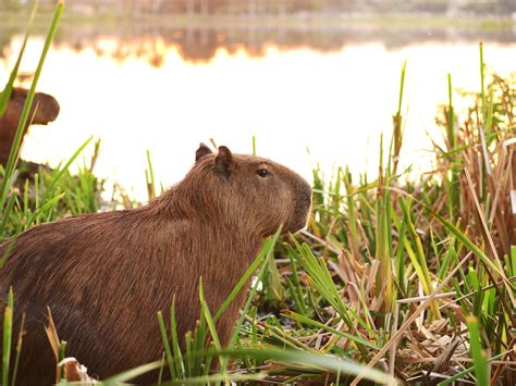 Capybara Size Comparison