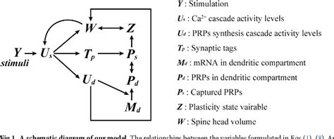 Figure 1 From A Computational Model To Explore How Temporal Stimulation Patterns Affect Synapse