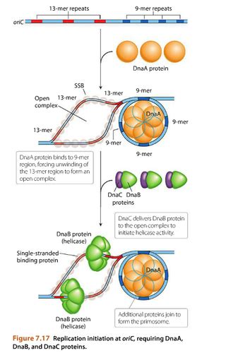 Dna Replication Flashcards Quizlet