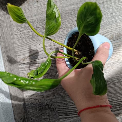 Эпипремнум Годзилла – купить в Красноярске, цена 1 000 руб., дата ...