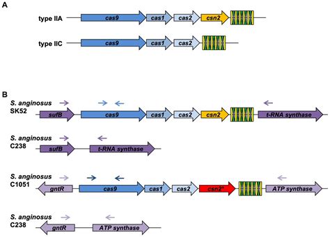 Frontiers Diversity Of Crispr Cas Type Ii A Systems In Streptococcus