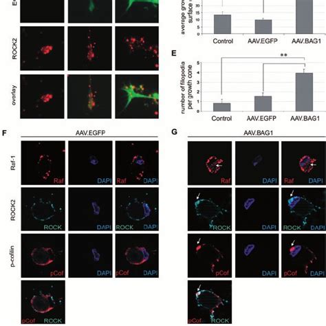 Axonal Regeneration After Optic Nerve Crush A Representative
