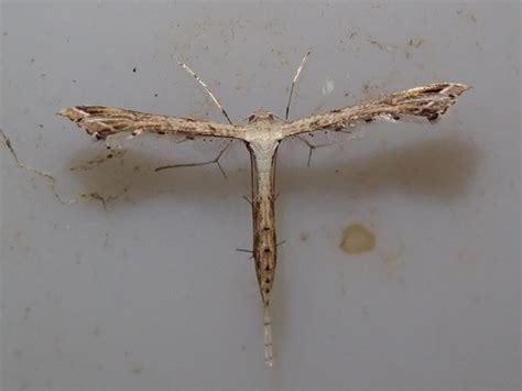 Stenoptilodes Taprobanes