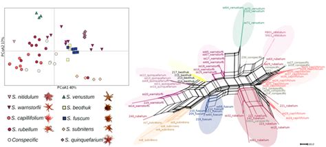 pcoa left generated in genalex and neighbor‐net network right