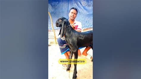3 টি উন্নত জাতের ছাগল। Farmbanijjo Goat Haat Goatfarming তোতাপুরি ছাগল Youtube