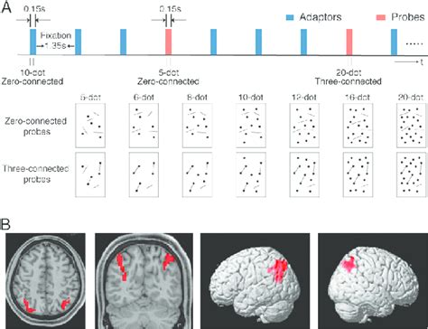 A Upper Schematic Description Of The Fmri Adaptation Protocol And