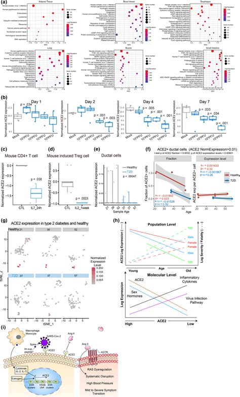 Ace2 Expression Is Negatively With Virus Infection Pathways And