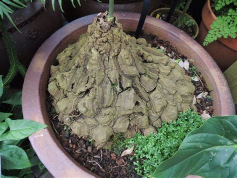 Dioscorea Macrostachya Agaveville