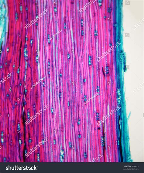 Pine Stem Showing Xylem Tracheids Longitudinal Stock Photo Shutterstock