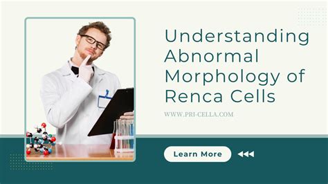 Understanding Abnormal Morphology Of Renca Cells